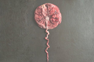 The Role of The Placenta and its importance for your baby – TheRY